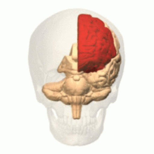 cropped-220px-Frontal_lobe_animation1.gif • Alzheimer Universal